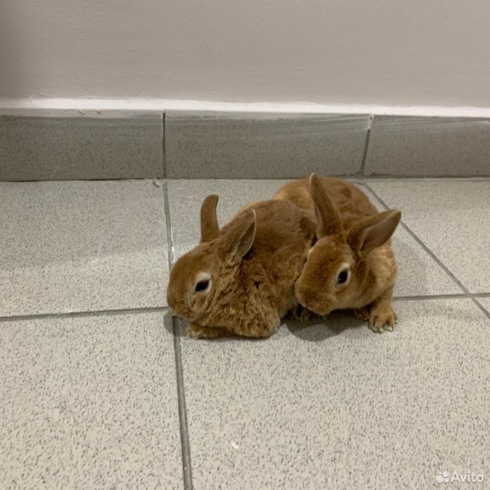 Крольчата