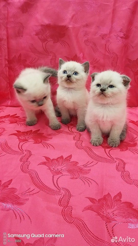 Шотландские плюшевые котята
