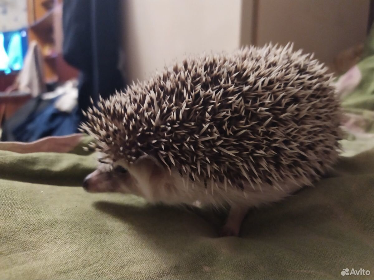 Африканский карликовый ежик