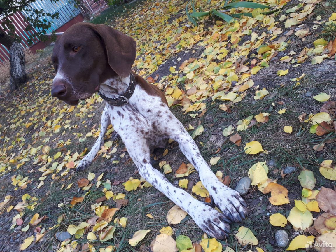 Щенки курцхаара