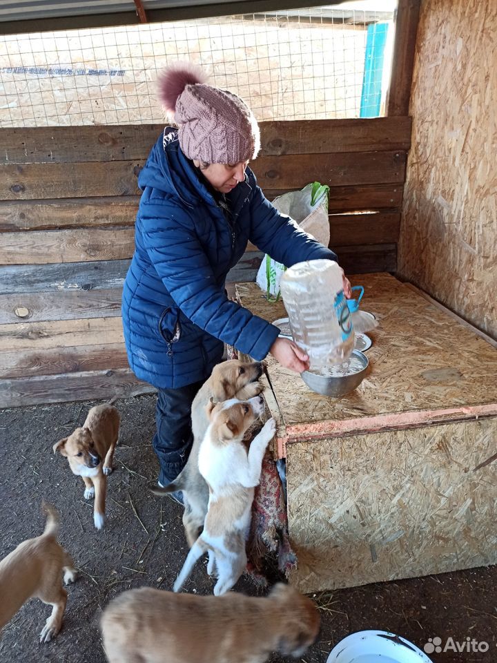 Милые щенята в добрые руки