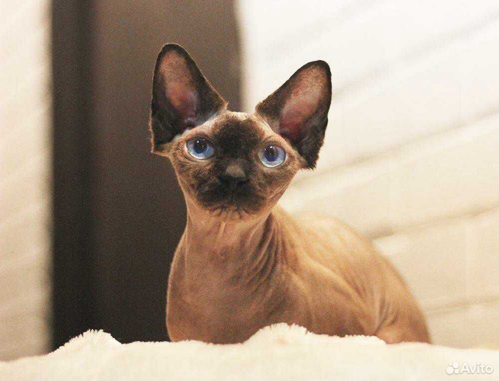 Голубоглазая девочка