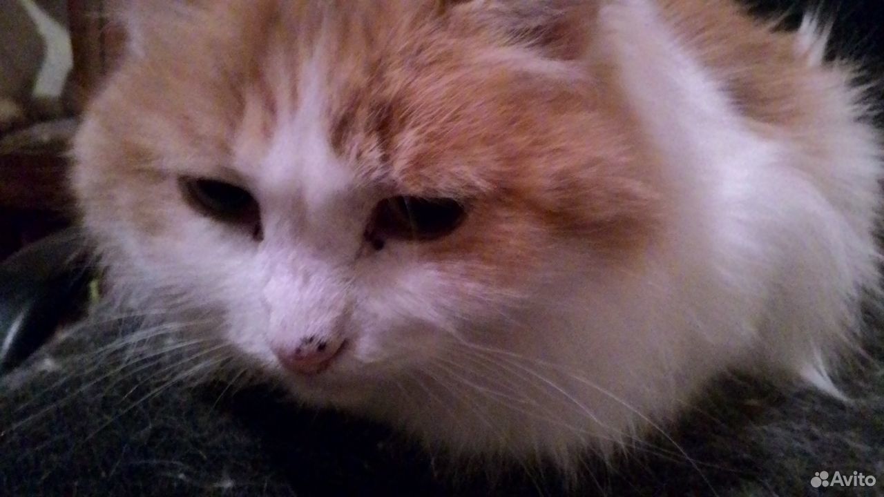 Кошка Маша в добрые руки