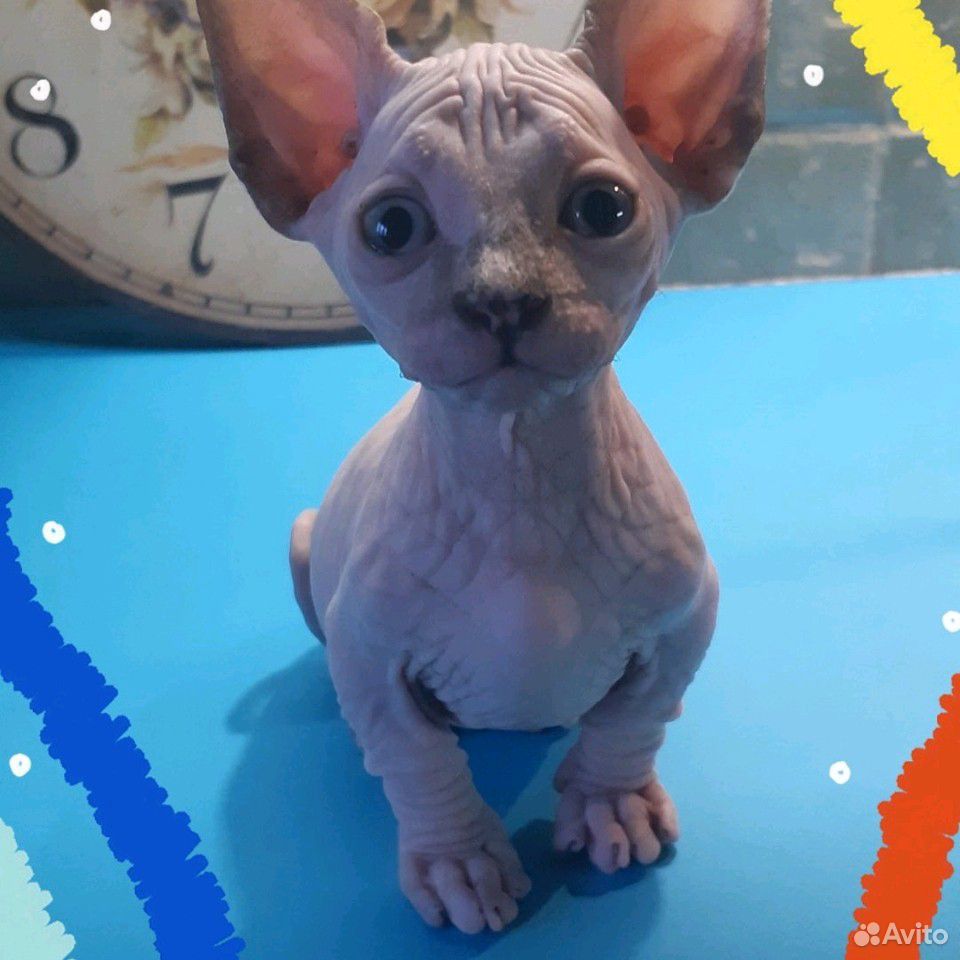 Канадский сфинкс Bambino