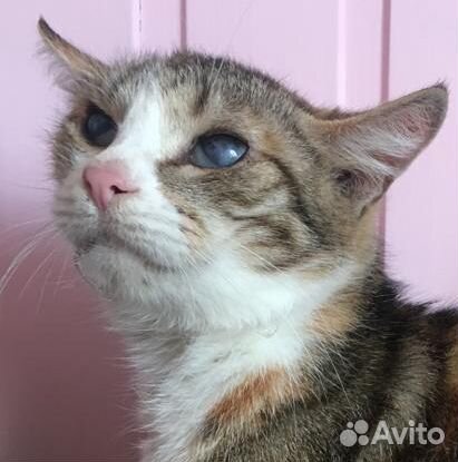 Трехцветная кошка Амели - слепая кошка, 2-3 года