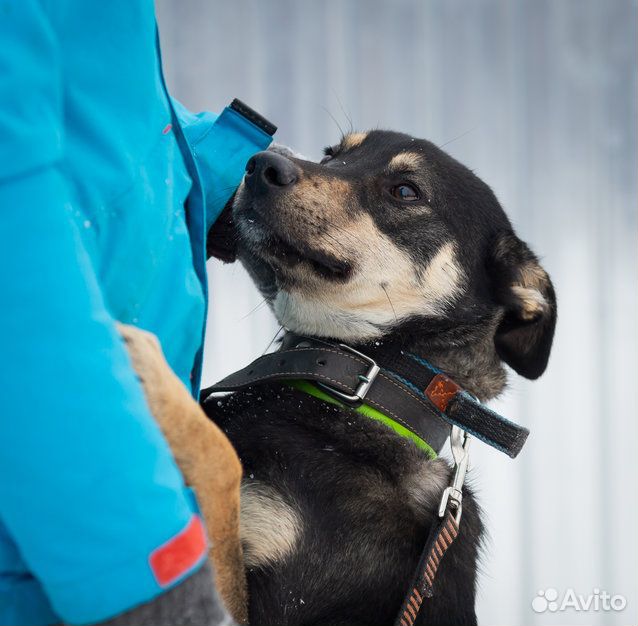 Томас.Собака-друг в добрые руки