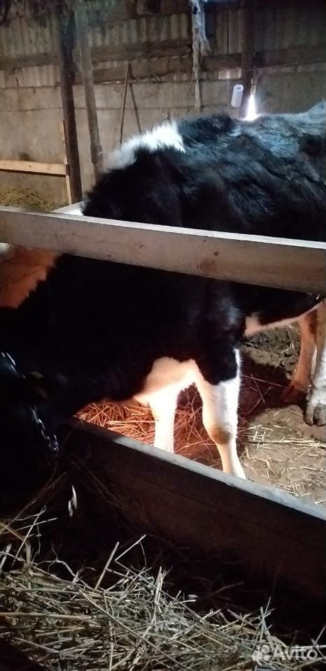 Тельные телки