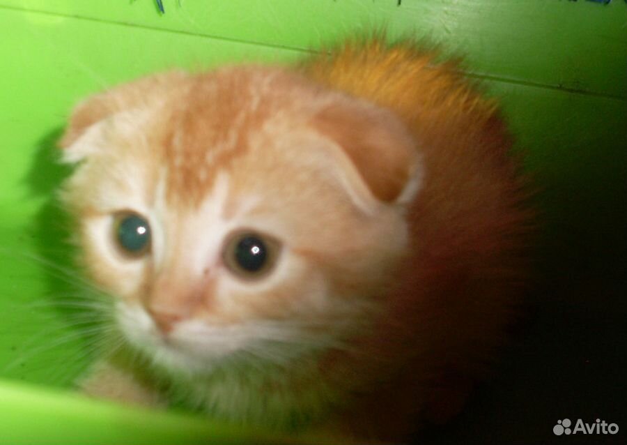 Вислоухий мальчик рыжик ждёт новый дом