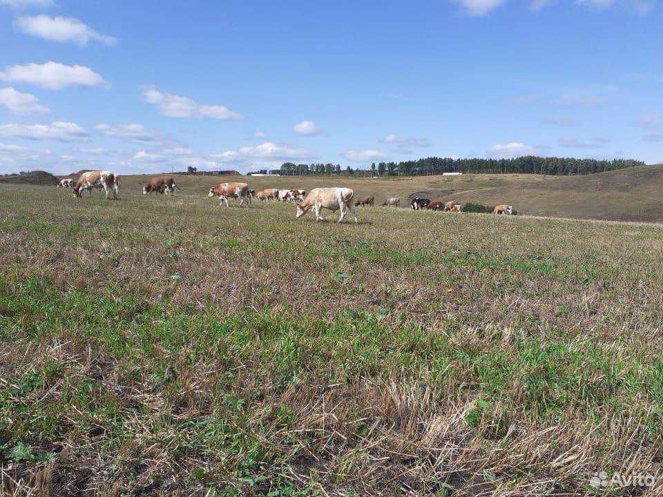 Быки живым весом