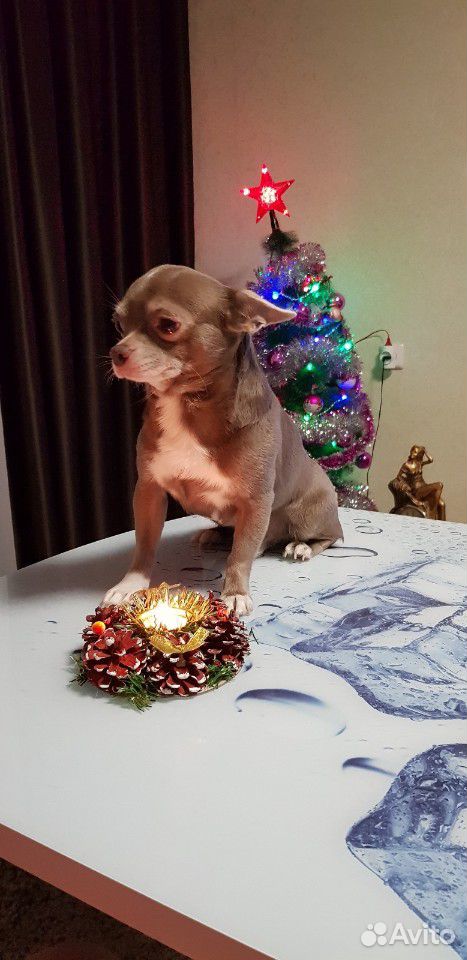 Жених чихуахуа для вязки. (не продажа)