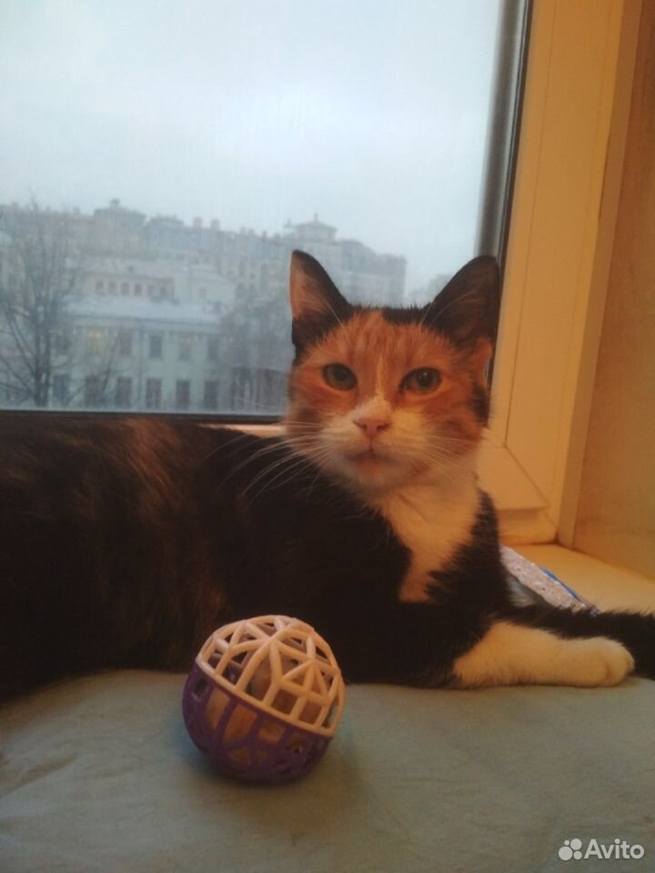 Замечательная кошка Соня