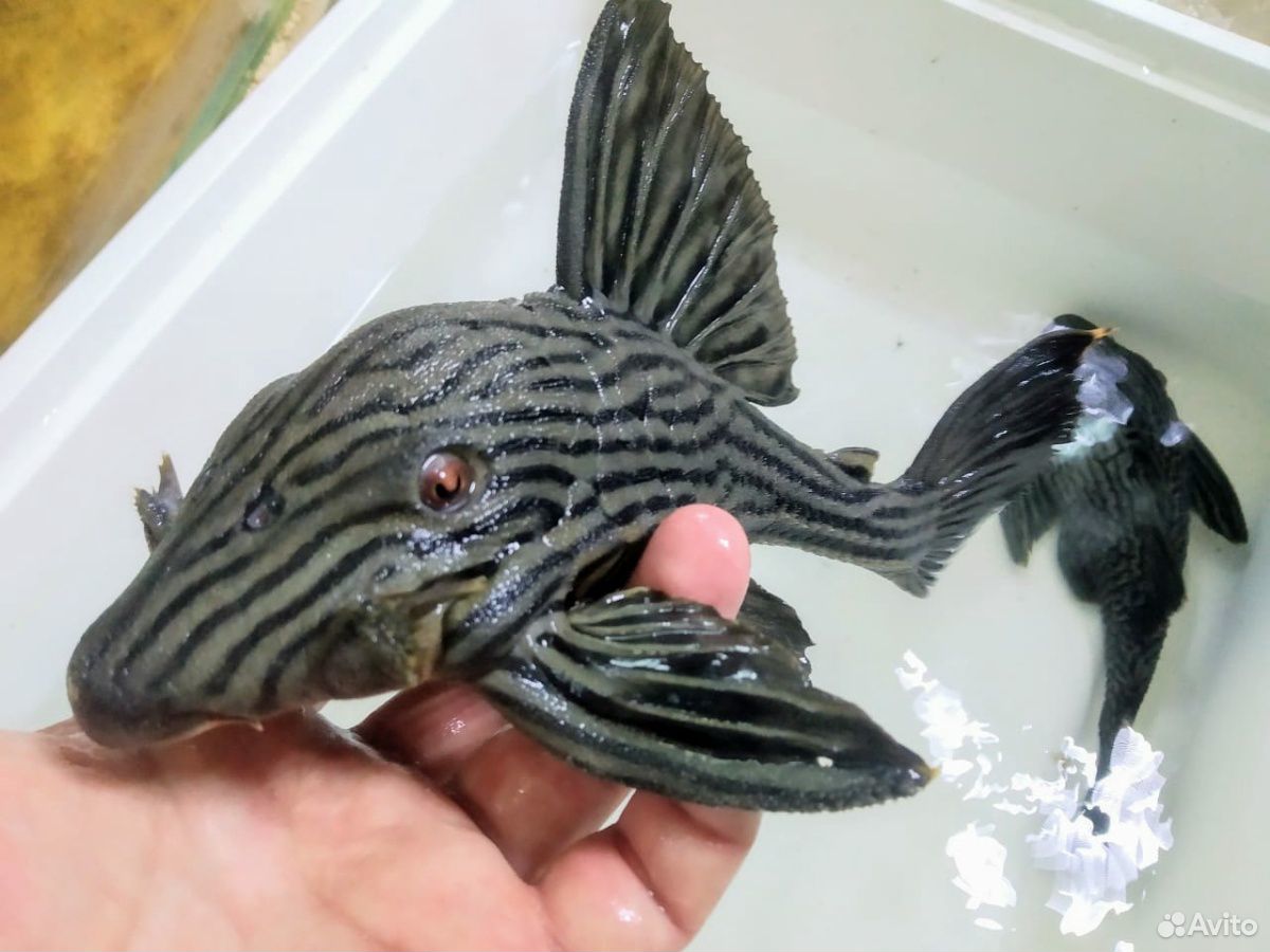 Королевский панак 23см 2шт