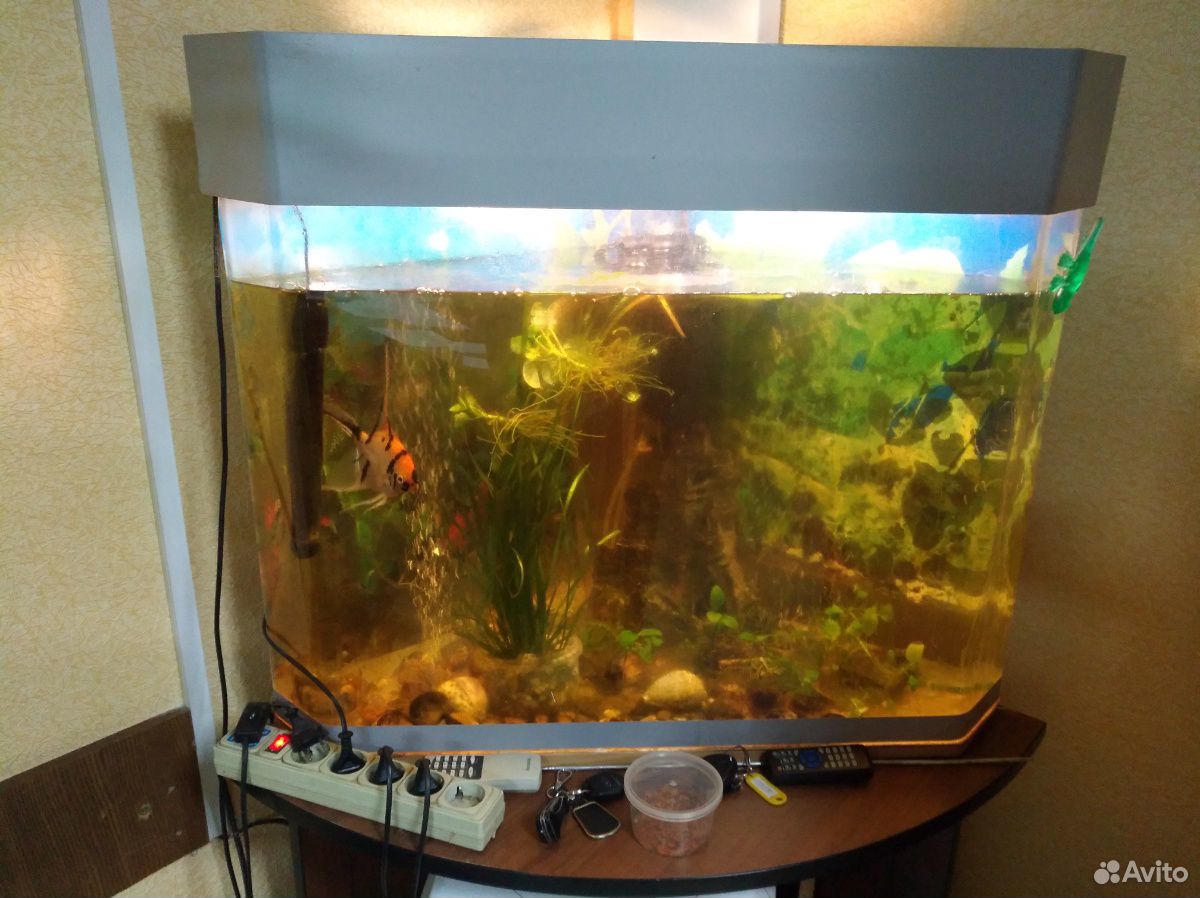 Скалярки, сложившаяся пара с итальянским аквариумо