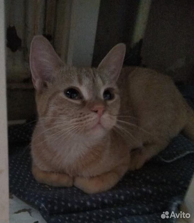 Кошка Рыжуля 6 месяцев ищет дом