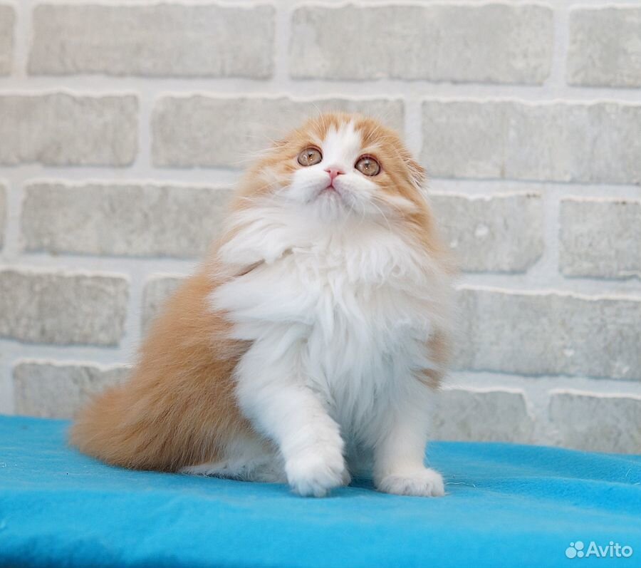 Котик Хайленд Фолд