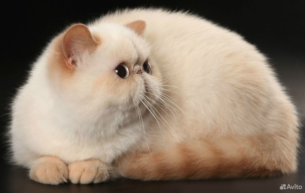 Экзотическая