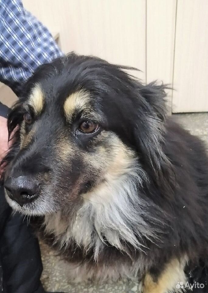 В добрые руки собачка