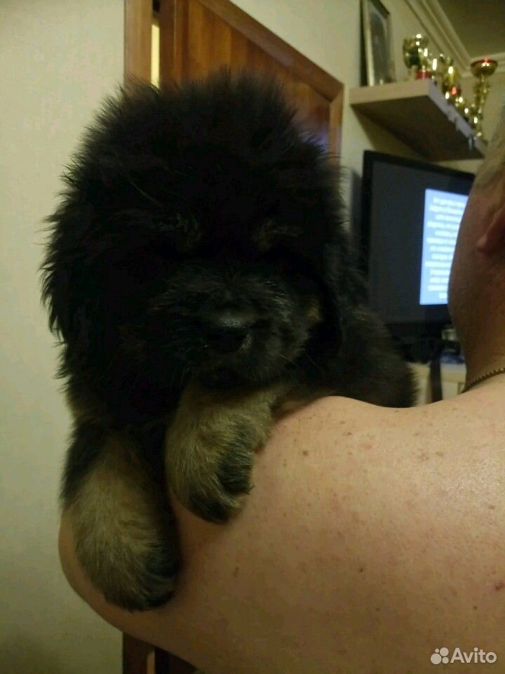 Черно-подпалый щенок тибет