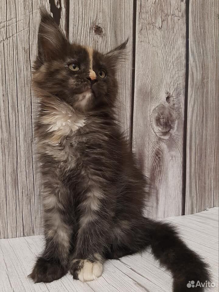 Трехцветное счастье