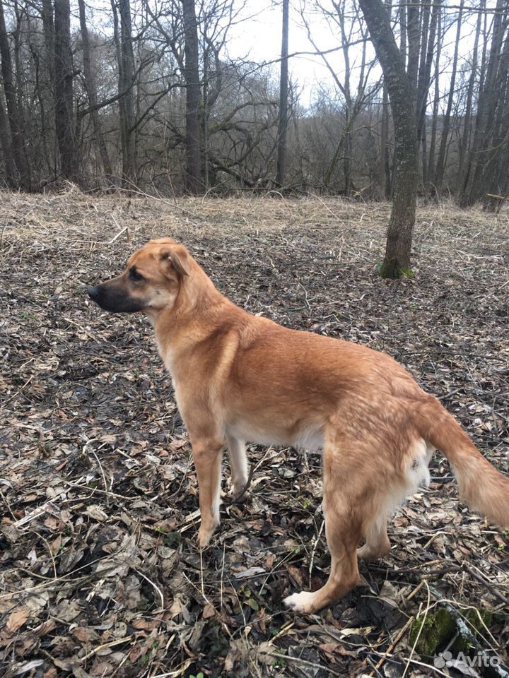 Пёс Тимур в добрые руки