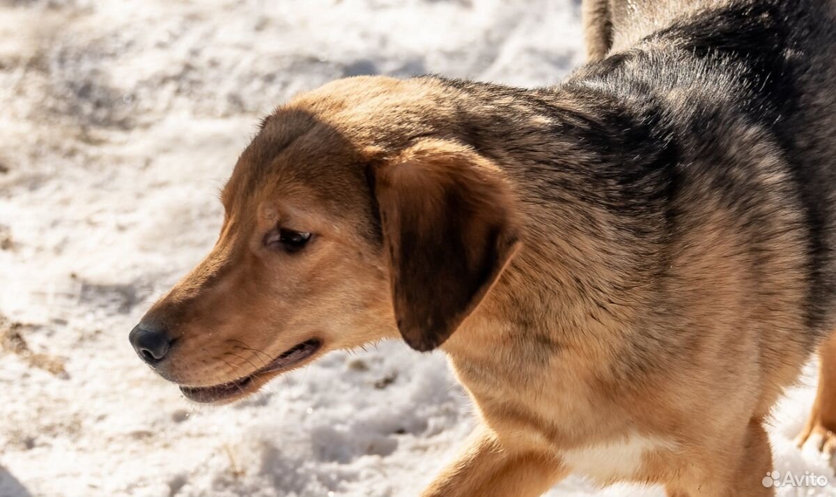 Рэм ищет хозяина