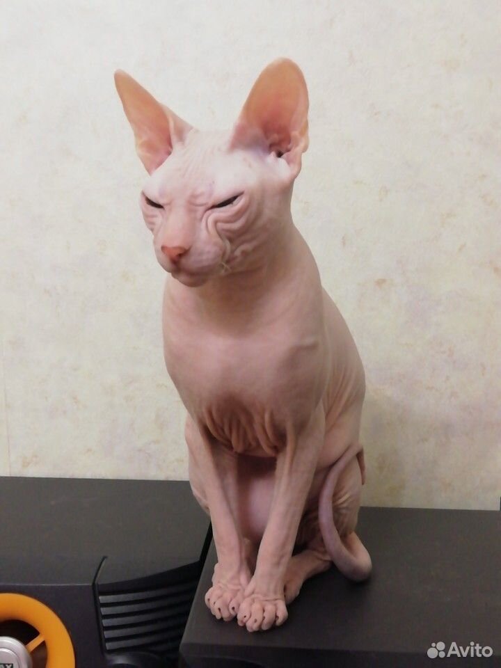 Донской сфинкс