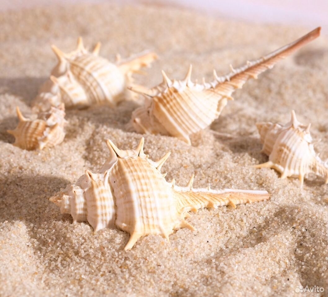 Набор ракушек 100 г