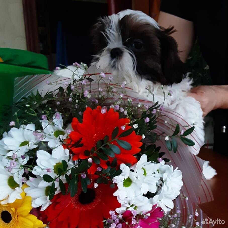 Щенки щитцу