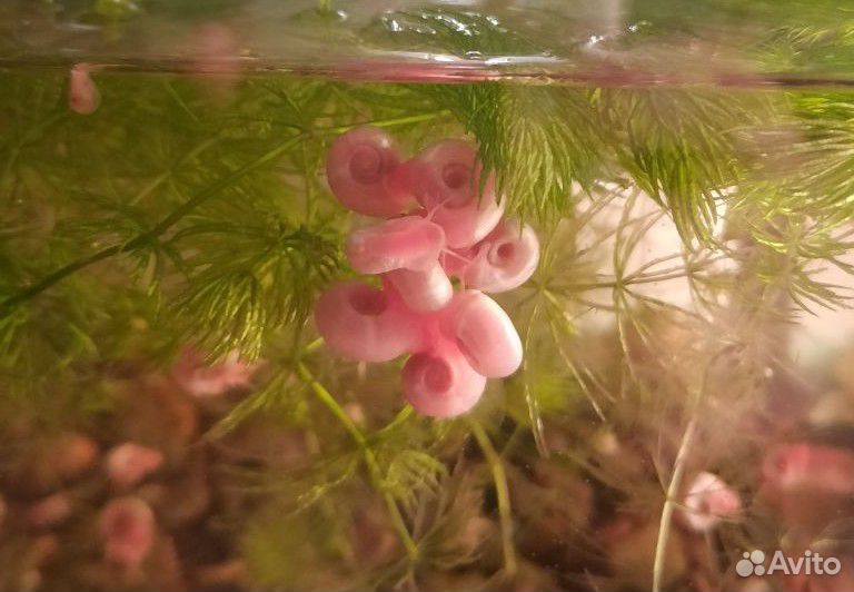 Красные катушки. Улитки