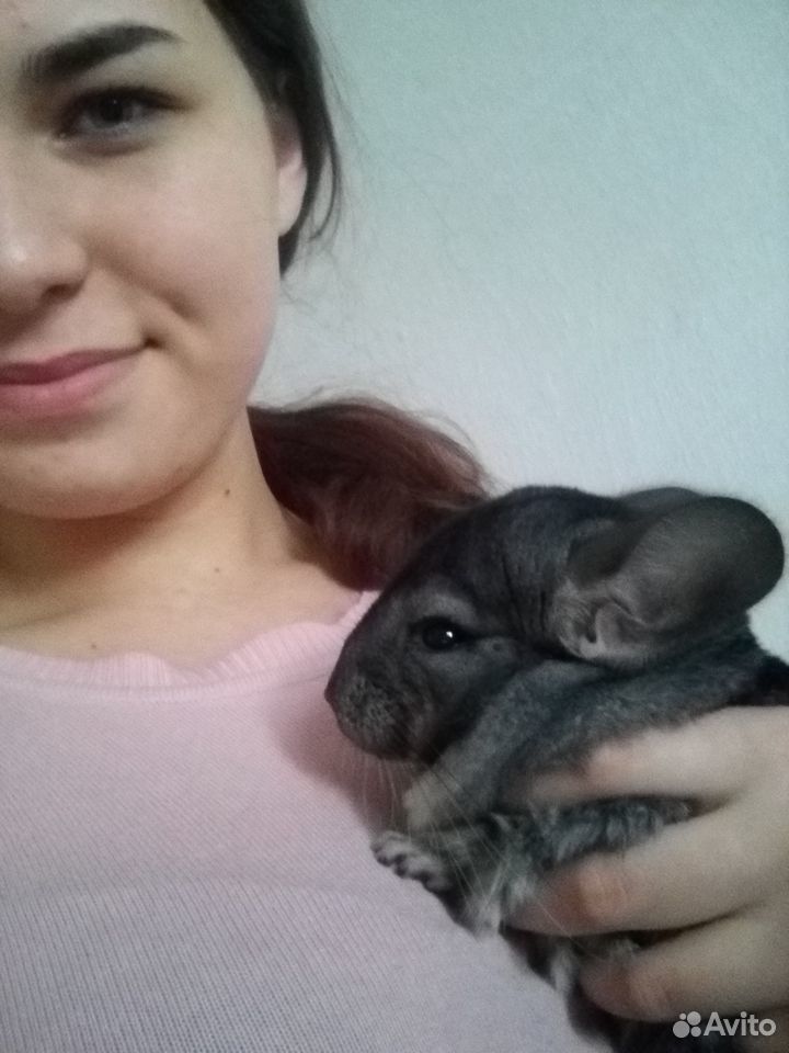 Шиншилла 3месяца