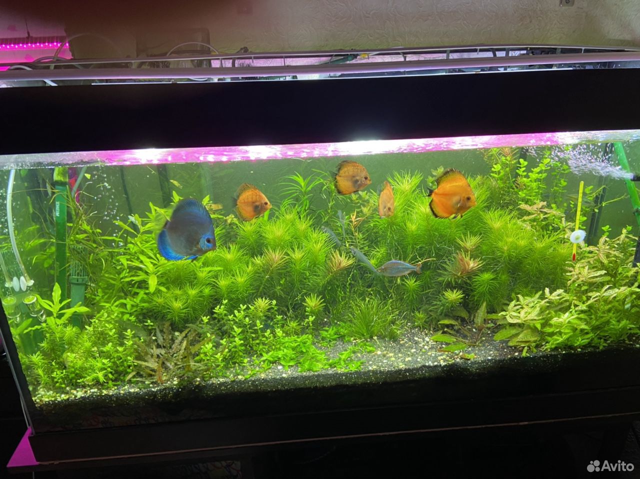 Аквариумные растения