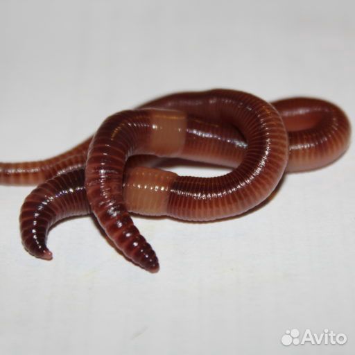 Червь дендробена венета