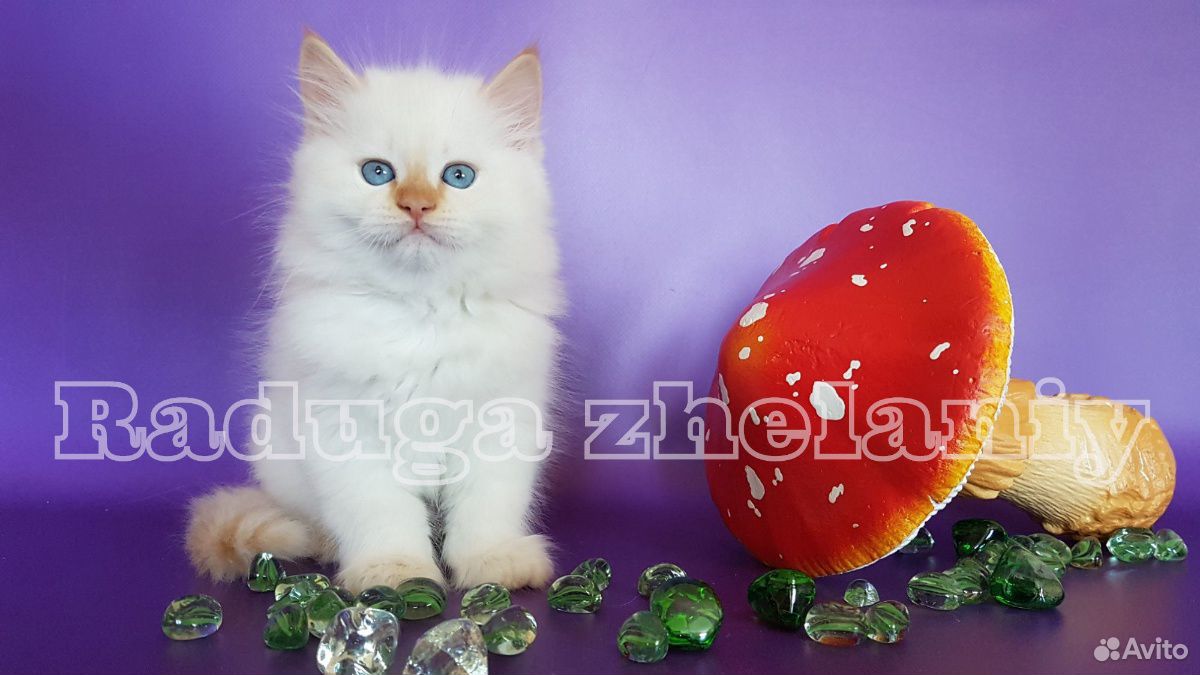 Невские маскарадные котята