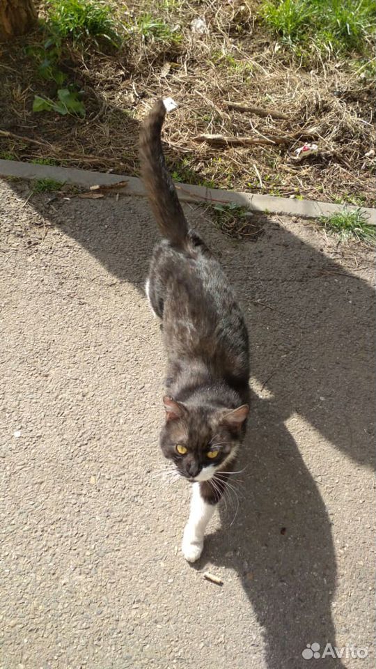 Котейка в хорошие руки