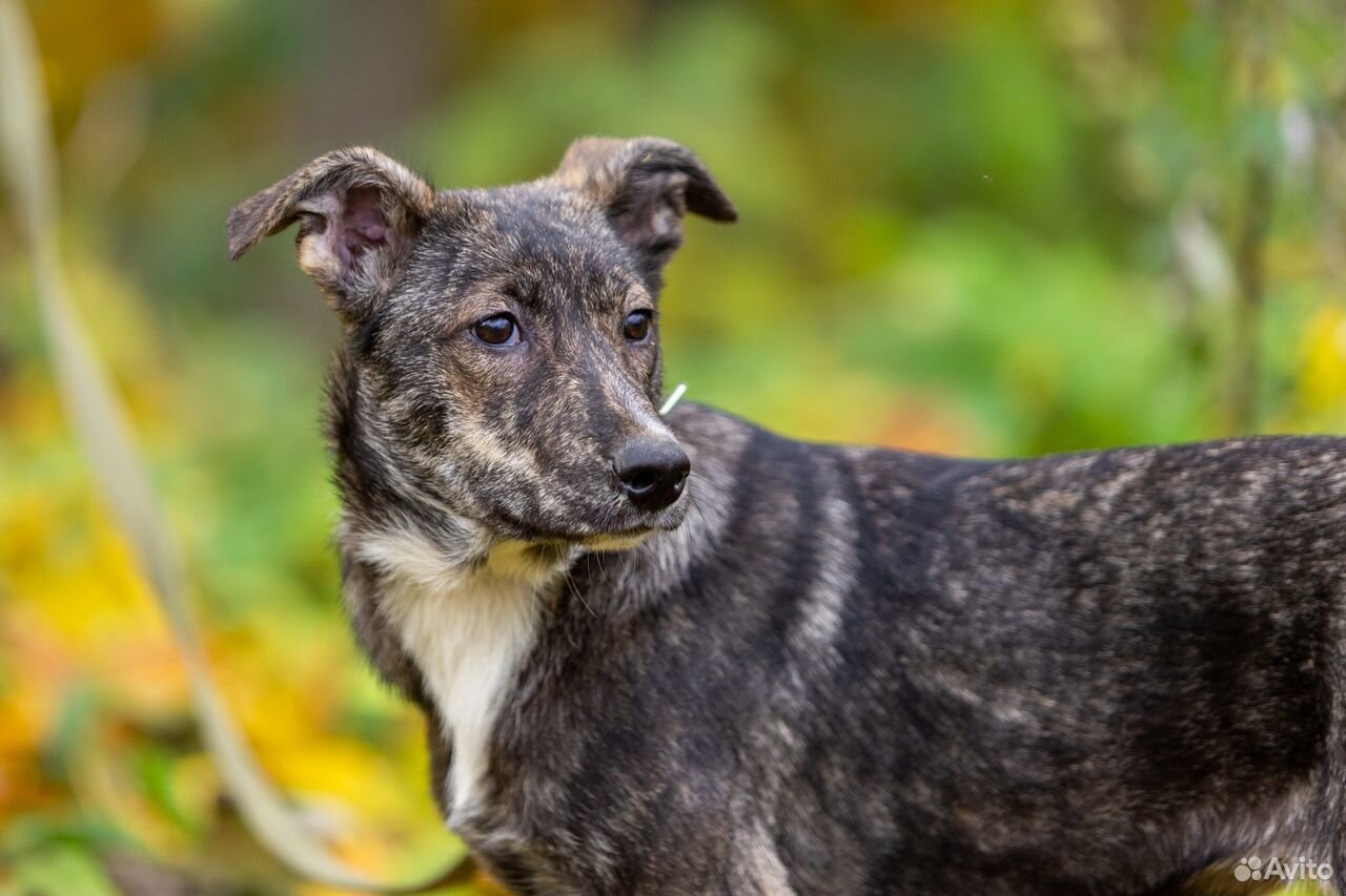 Собака-подросток Фарида