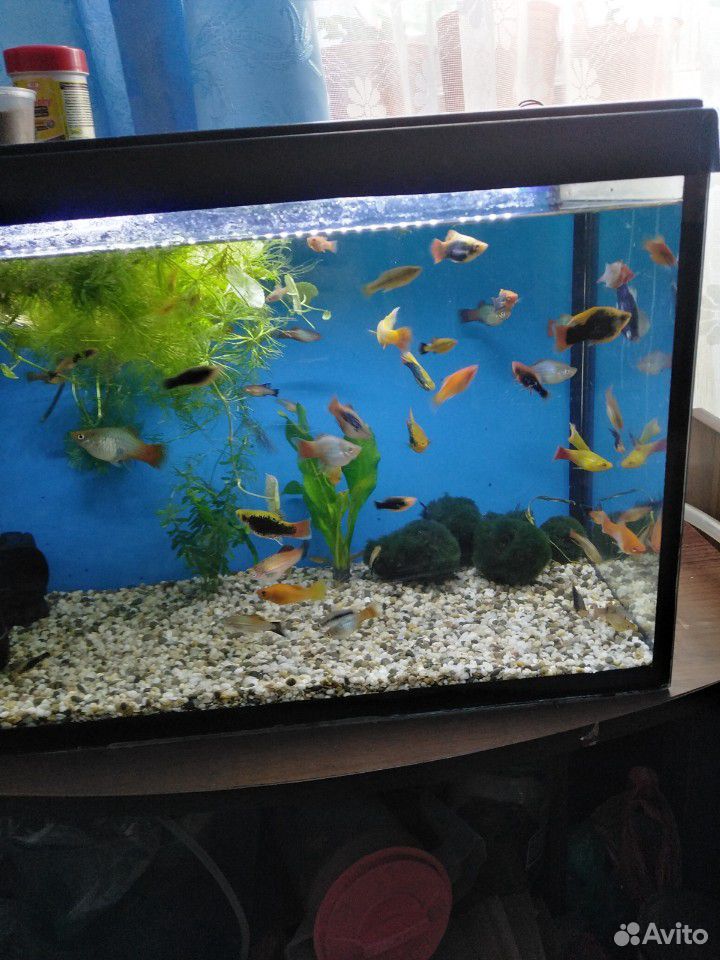 Рыбки для аквариума