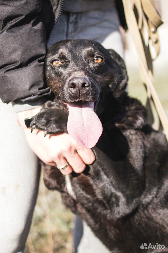 Отдам в добрые руки трёхлапку Чернушку