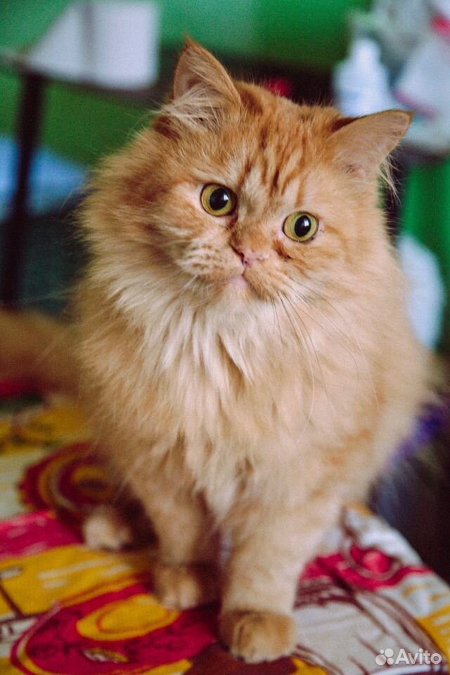 Классный рыжий Кеша ищет дом