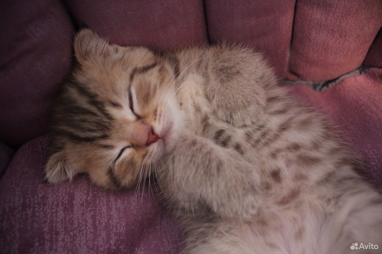 Вислоухий котёнок