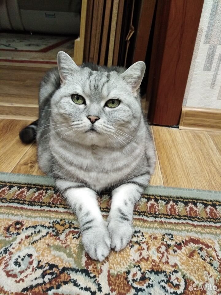 Отдам в дар кошку