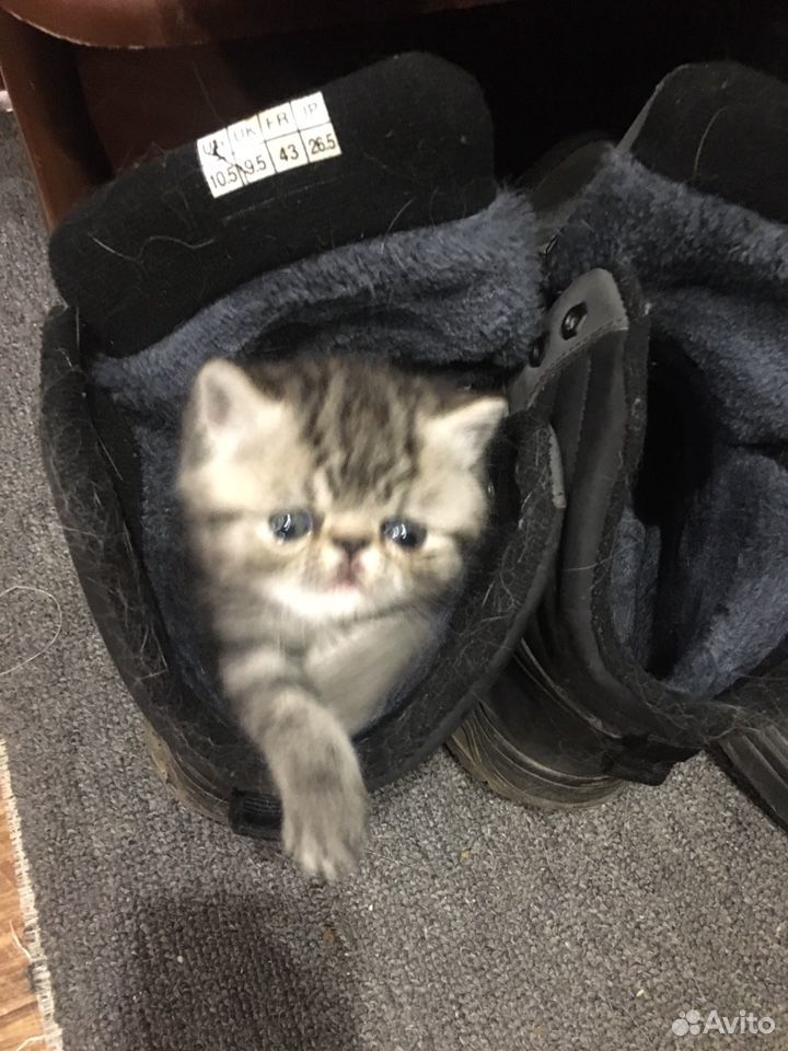 Продаётся экзотическая кошечка