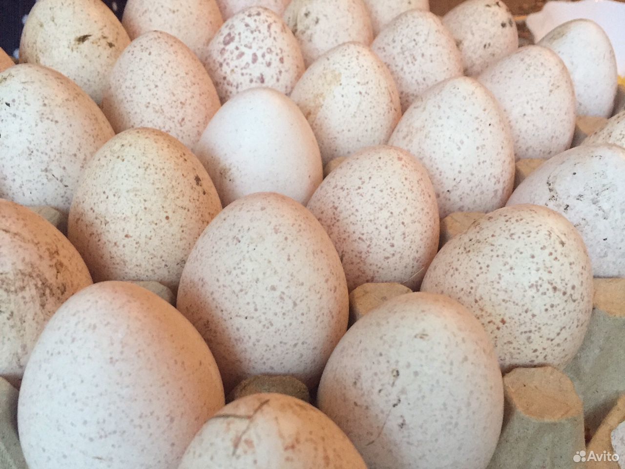 Домашние индюшиные яйца,в наличии более 100шт
