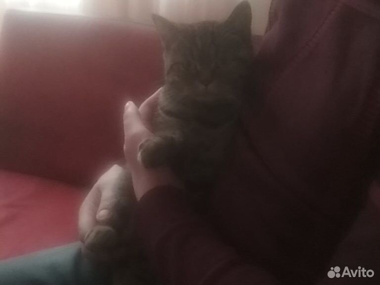 Шотландская киска