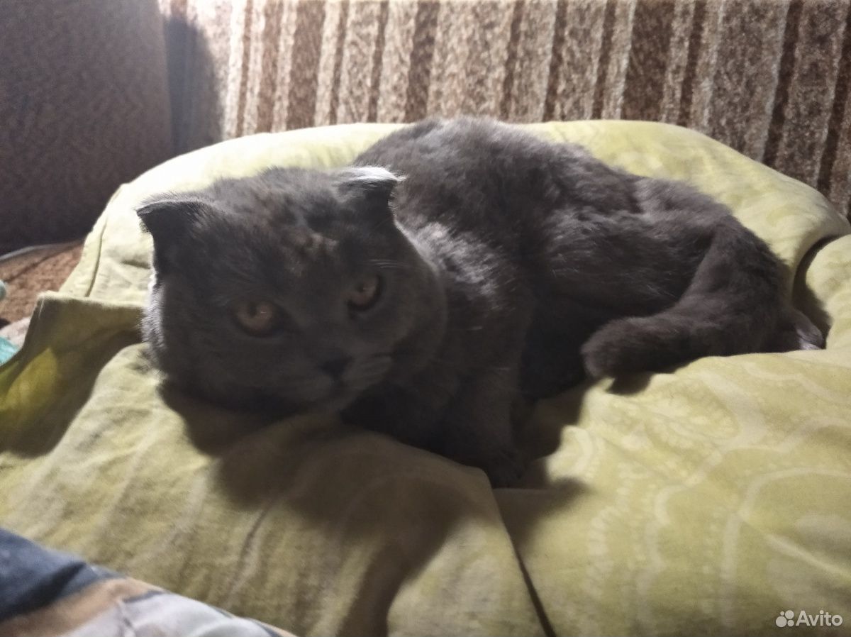Шатландский вислоухий кот ищет кошку