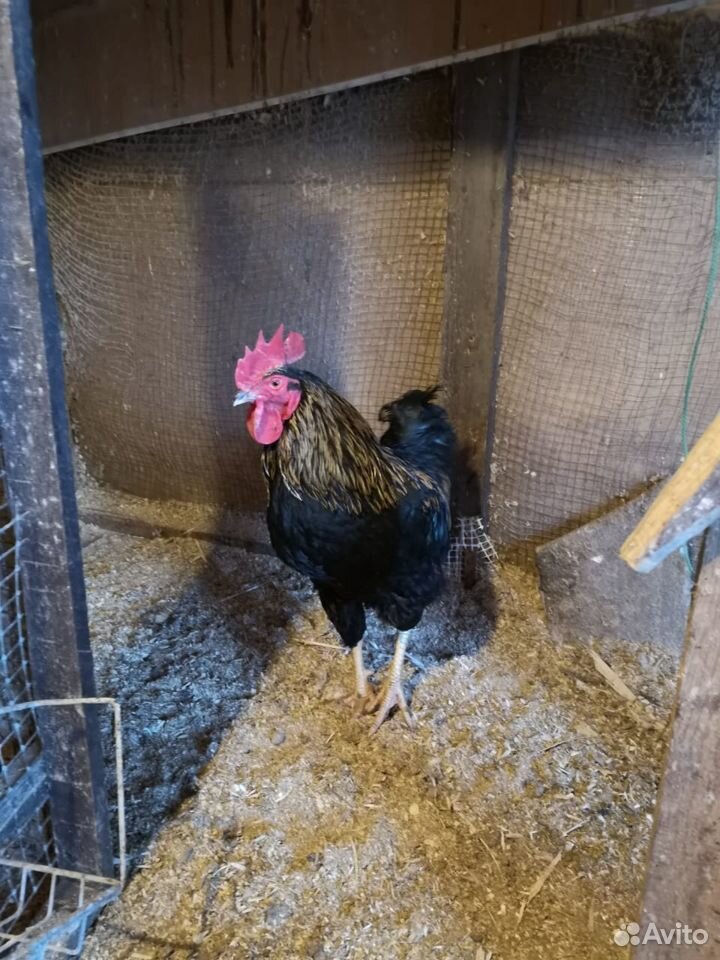 Молодой петушок очень красивый