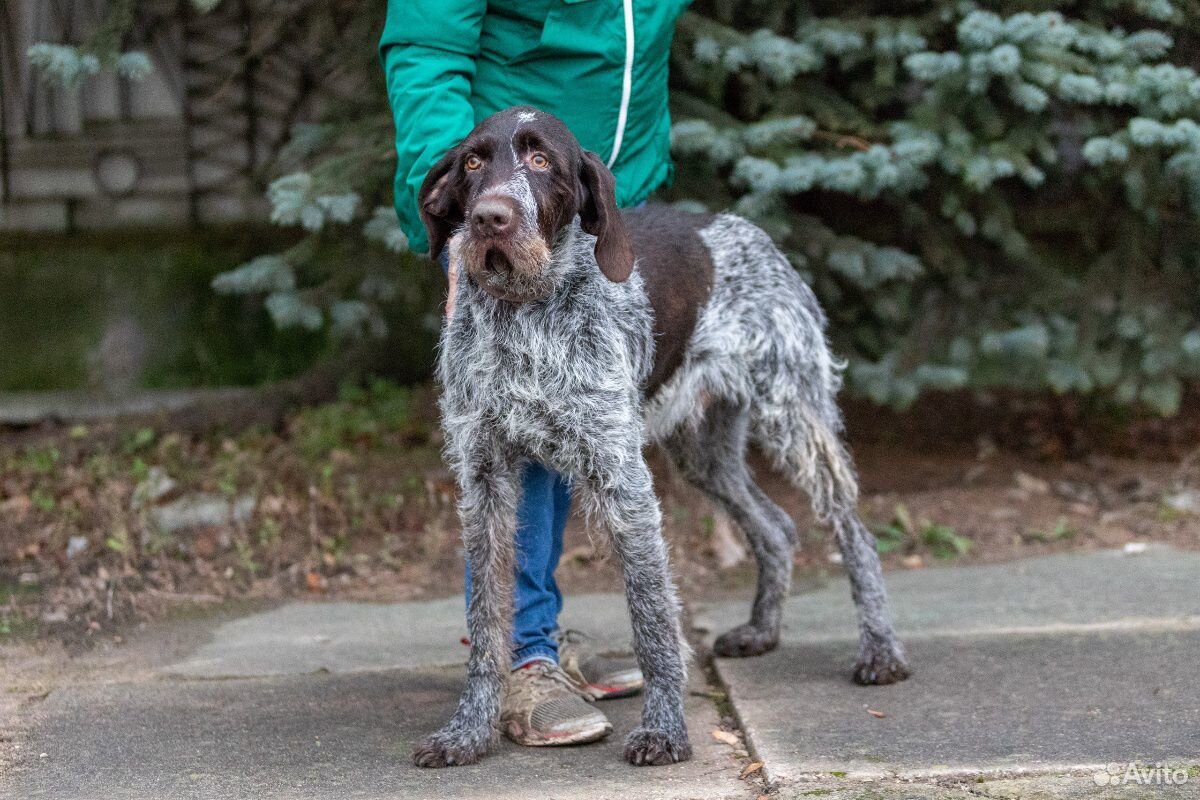 Ватсон ищет дом