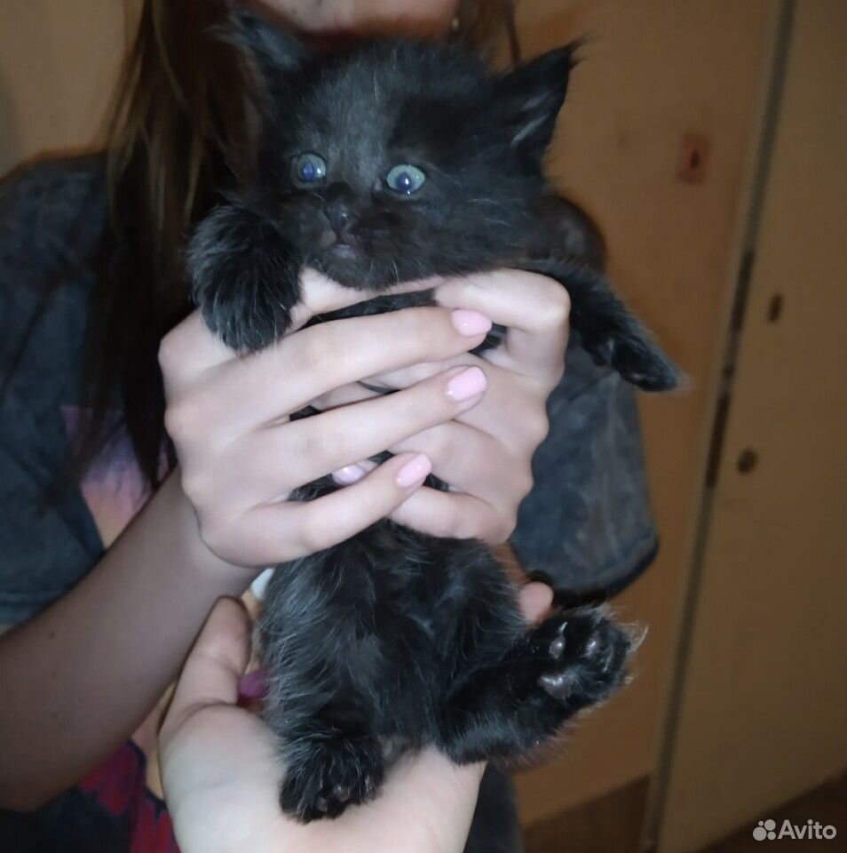 Котята