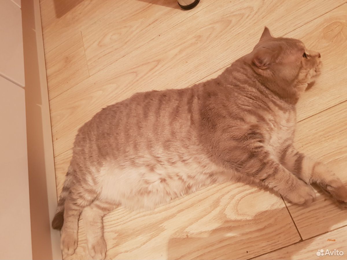 Британский кот приглашает на вязку