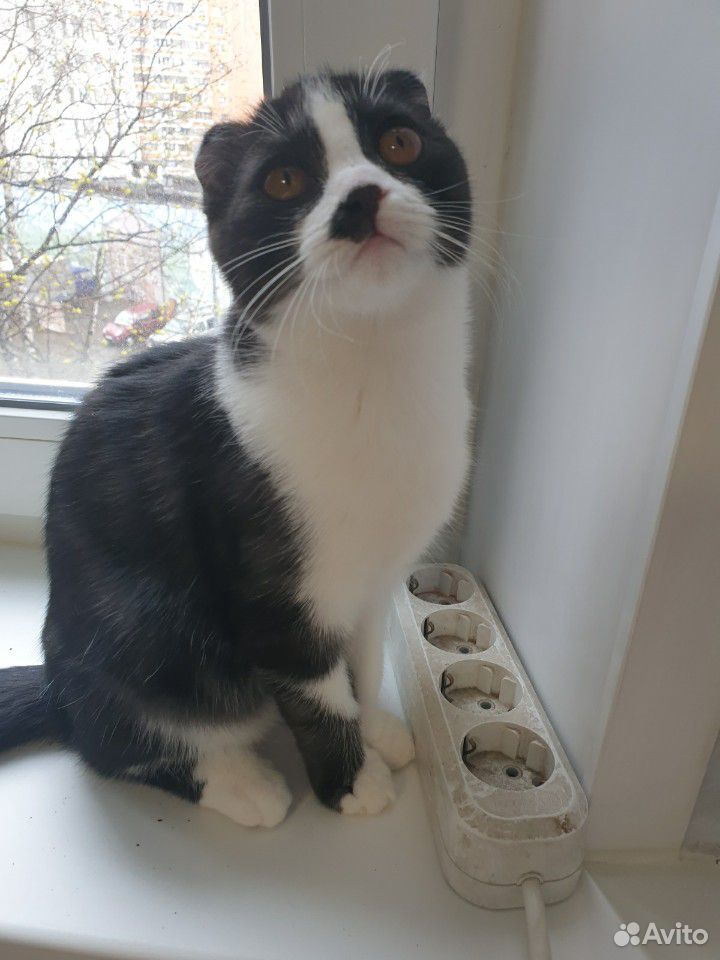 Очаровательная кошечка