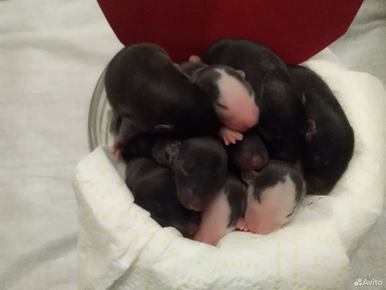 Продаём крысят, хаски и дамбо